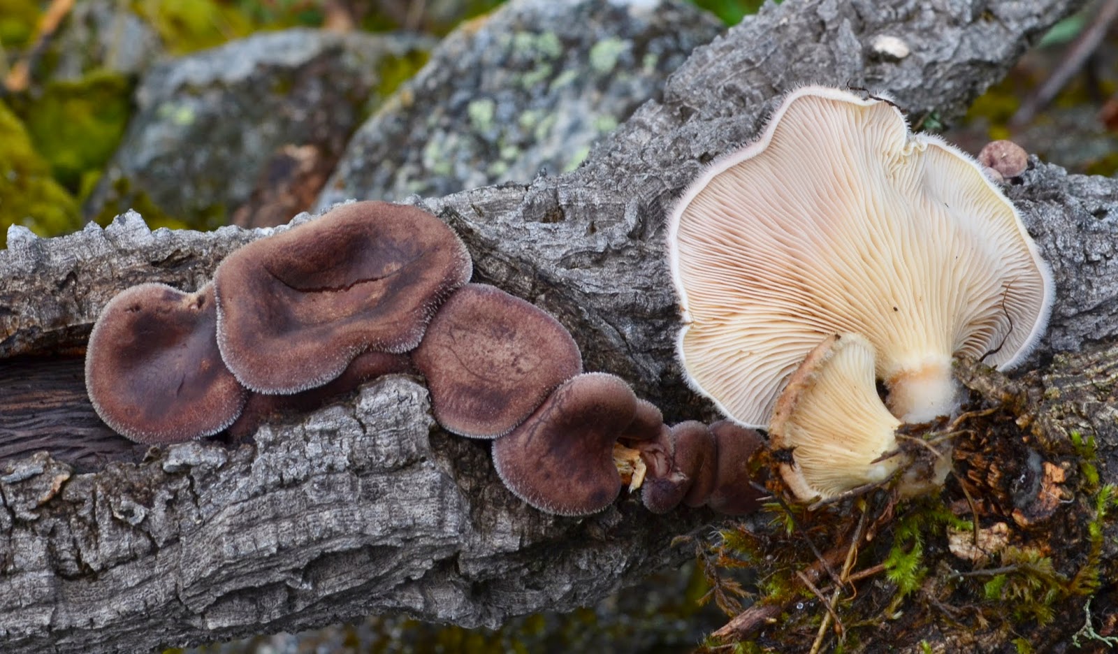 Setas Extremadura : Lentinus Strigosus (Panus Rudis)