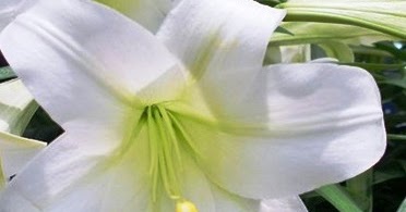 National Flower of Vatican City