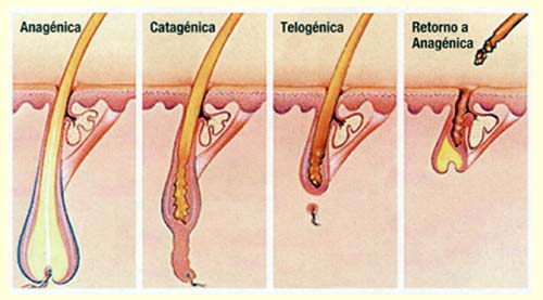 Estructura del Cabello