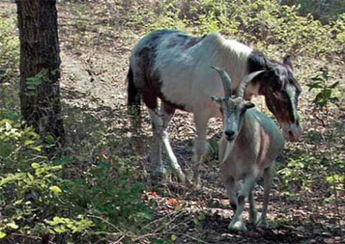 A tale of compassion about Jack the goat and Charlie the blind horse