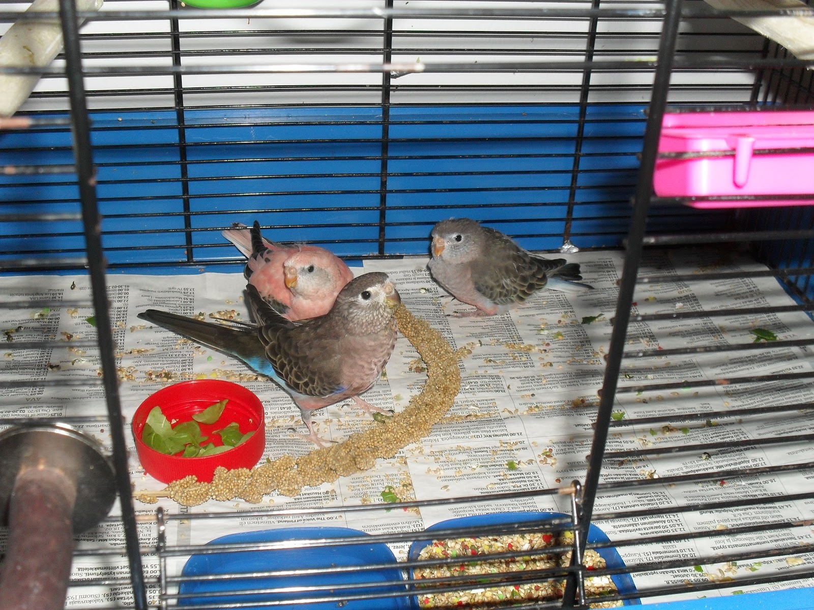 The Splendid Bourke Bird Blog: Recognizing Young Bourke Parakeets