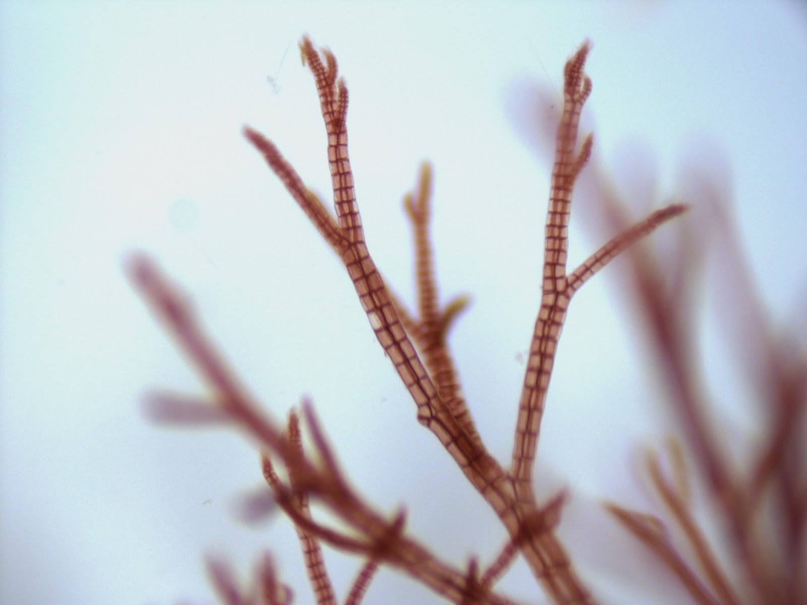 Red Algae Microscopic