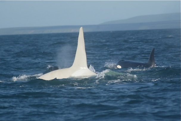 Albino Orca Chimo