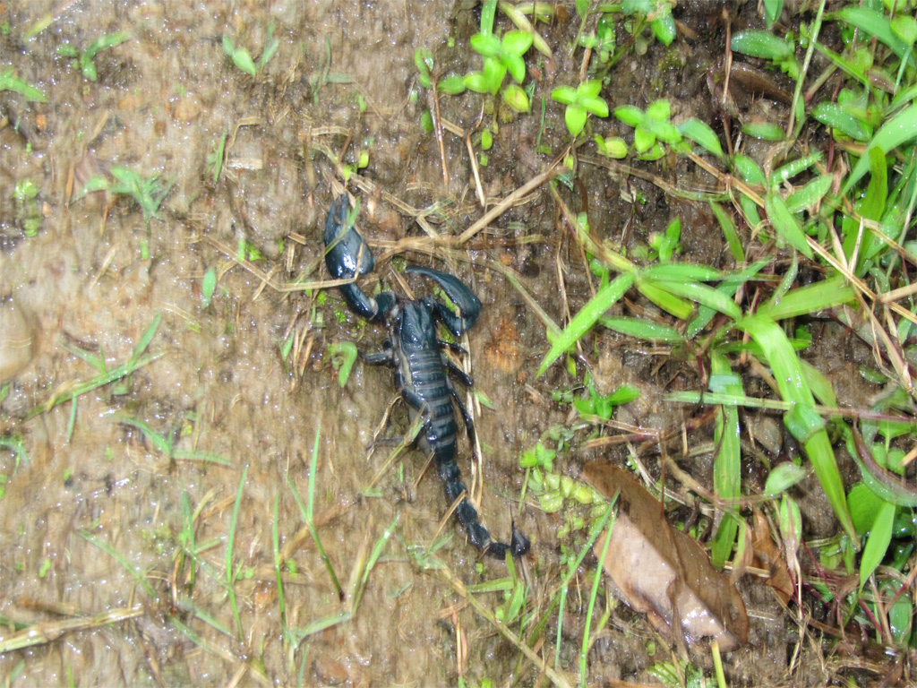 Marek Bialoglowy's Blog: Trail running in Indonesia - The Scorpion Trail