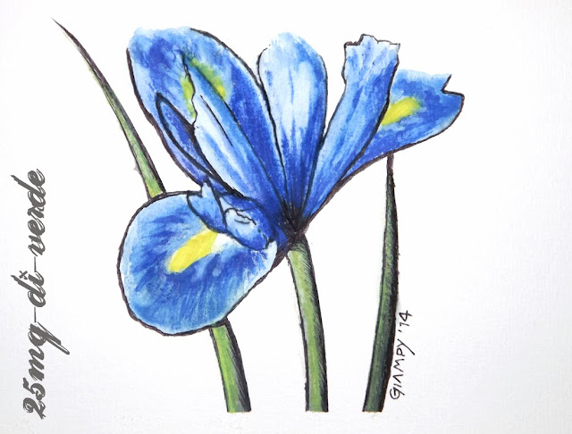 Iris reticulata Alida - 25mq-di-verde