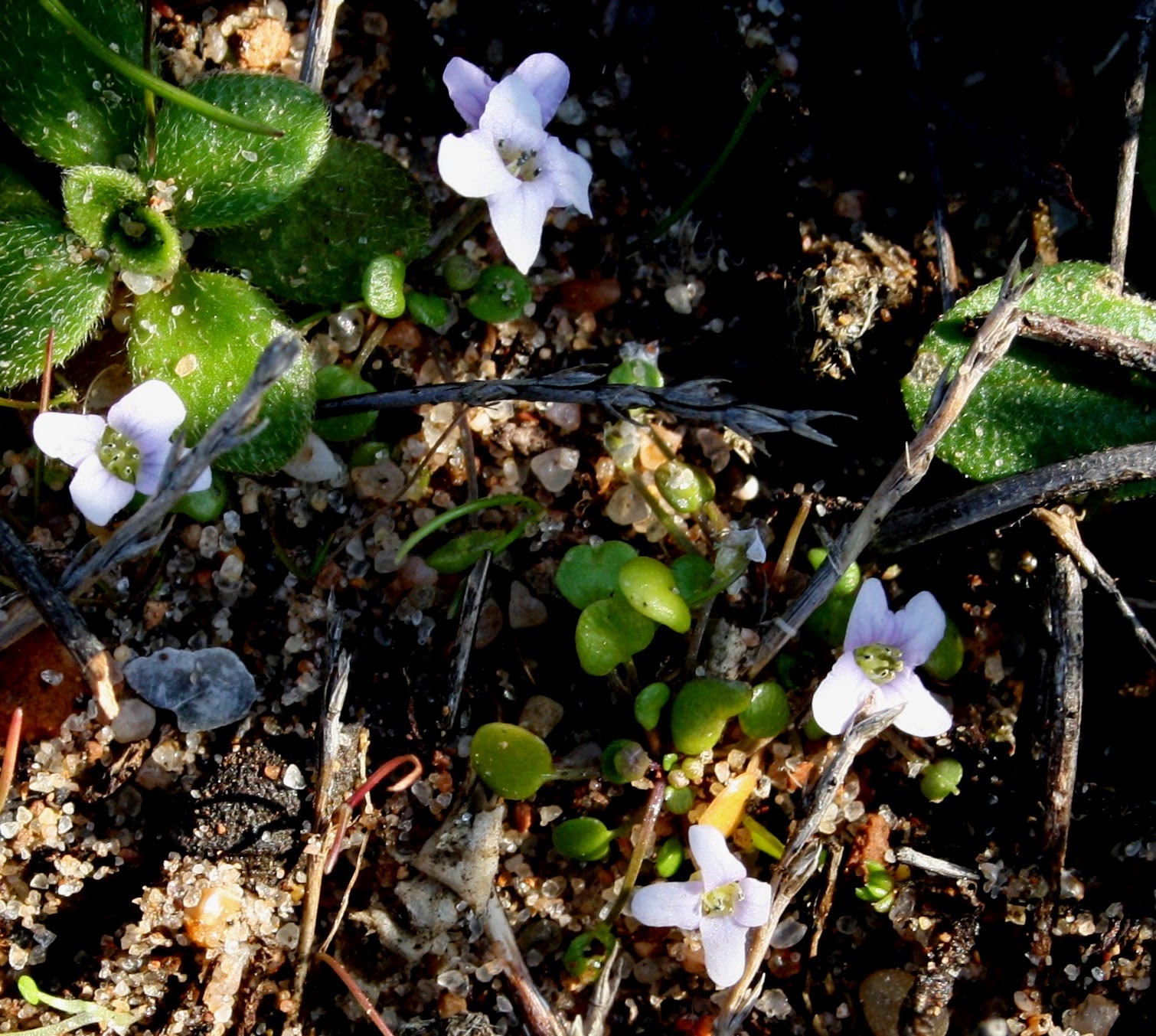 Plantas: Beleza e Diversidade: Cocleária-menor (Jonopsidium acaule)