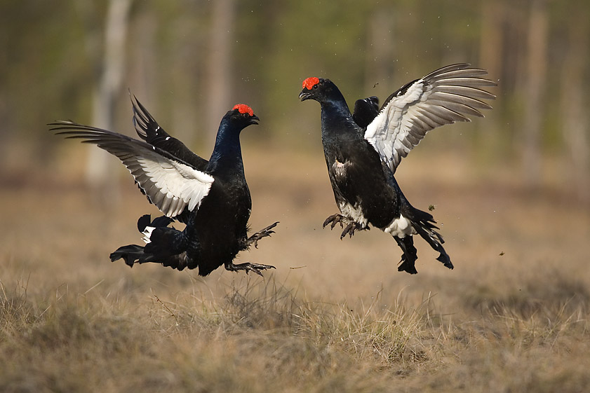 Peat Farming in Ireland: Peat-Land Animals