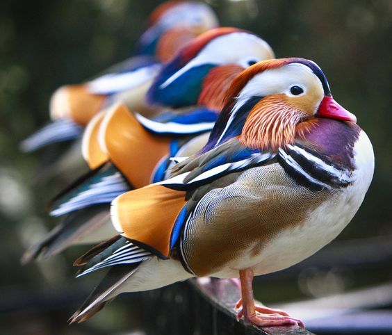 Hamparan Seni: Itik Mandarin