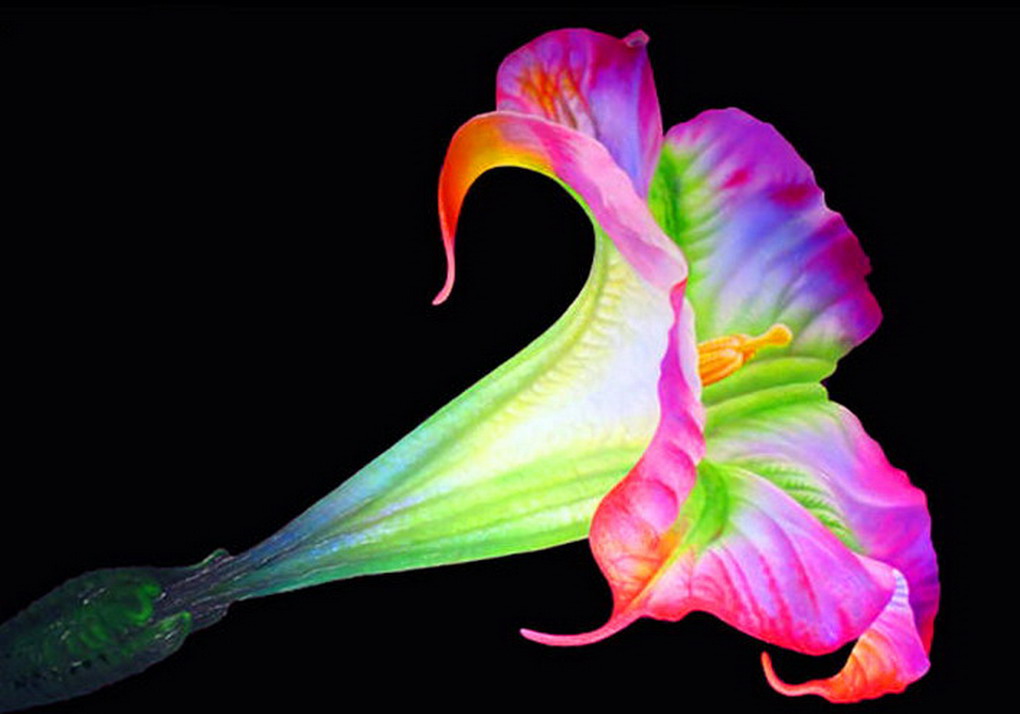 El arte es su máxima expresión : Cuadros flores grandes modernas oleo