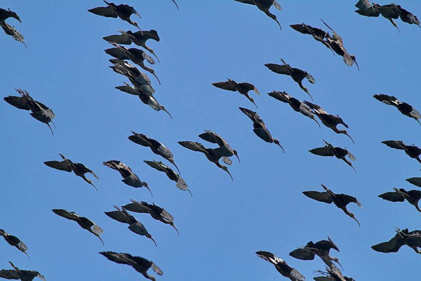 From Cape Trafalgar to La Janda | Focusing on Wildlife