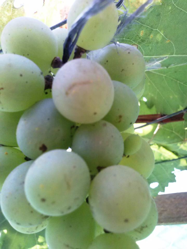 Lets Plant Grapes In The Philippines (Palawan Adventure): February 2015