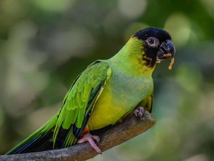Αρατίνγκα - Ορνιθοπανίδα