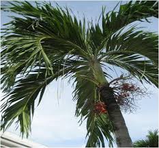 Ilmu Petani Berdasi: Klasifikasi dan Morfologi Tanaman Pinang