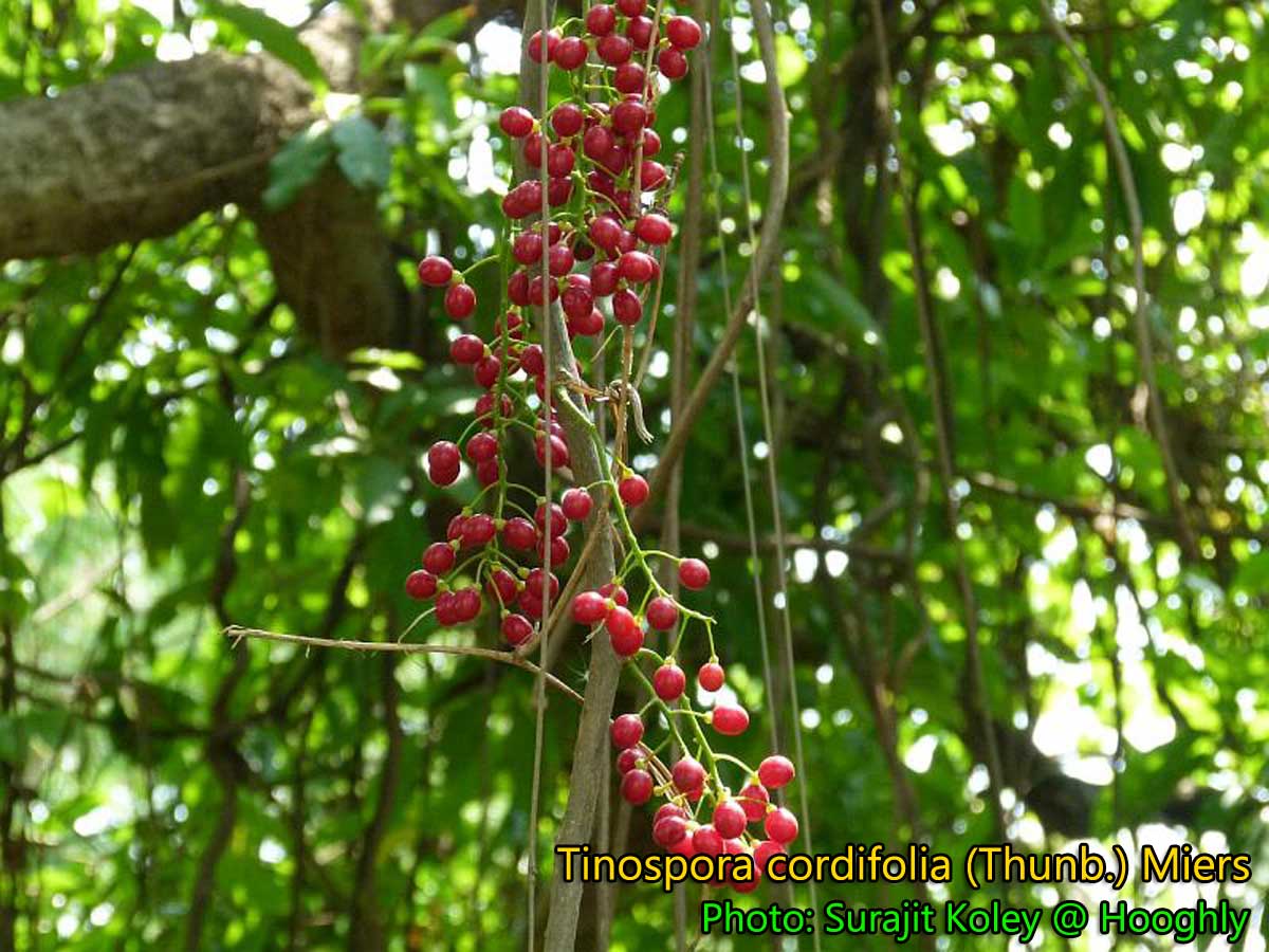 Medicinal Plants: Tinospora cordifolia, Guduchi, Amrit, Tippatige ...