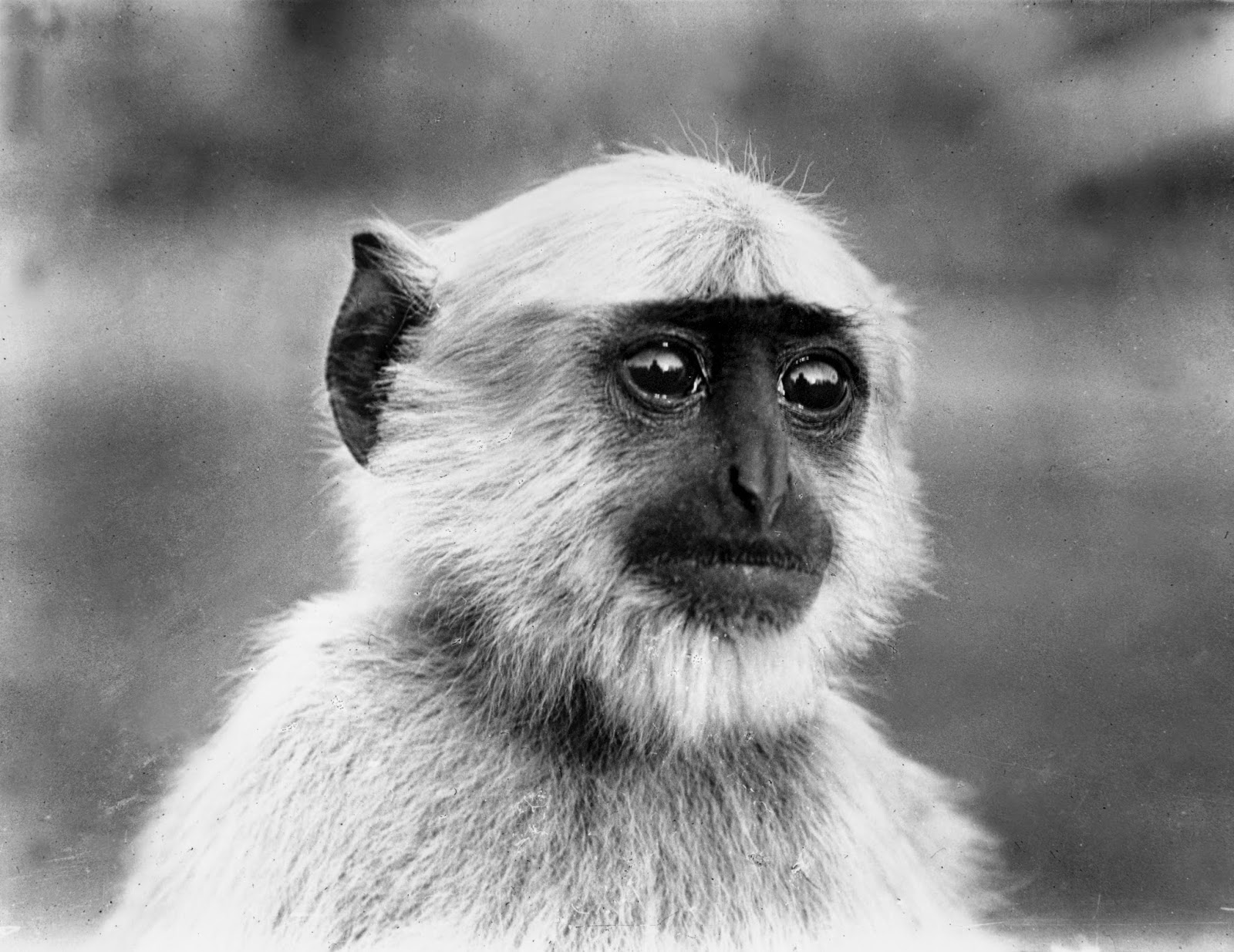 The Commonty: Spring is Sprung in Annan