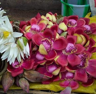 The Holy Quest- Sri Aurobindo and Mother of Pondicherry - A Spiritual ...