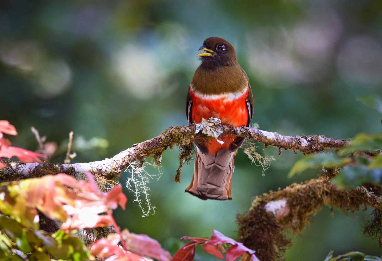 Feather Tailed Stories: Trogons, Costa Rica