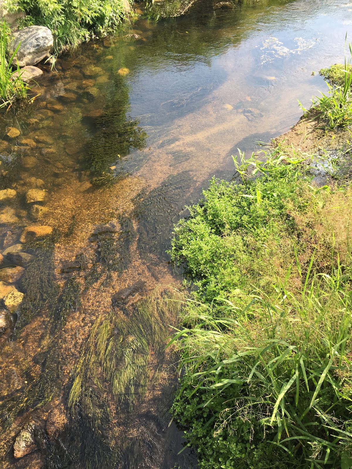 Summertime Small Spring Creeks- Michigan's Under Explored Mecca ~ Matt ...
