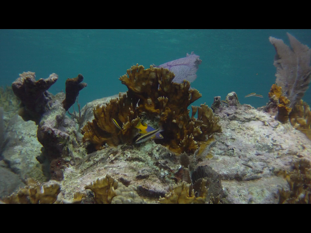 i-Marine Apps: Contour Connect App