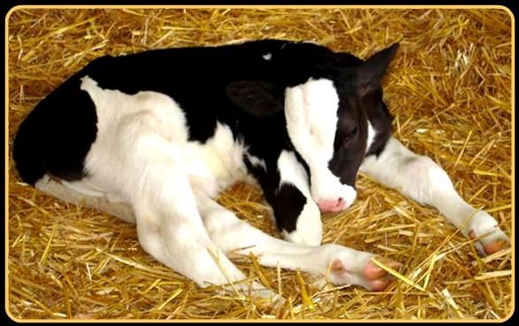 A beleza de ser uma eterna aprendiz: Baby Beef - carne de vitela