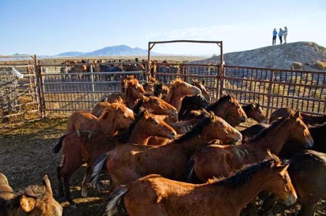 CARA PENGELOLAAN TERNAK KUDA | Tips Petani