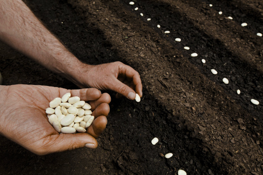 É tempo de semear! (Junho) - REVISTA REVIVER