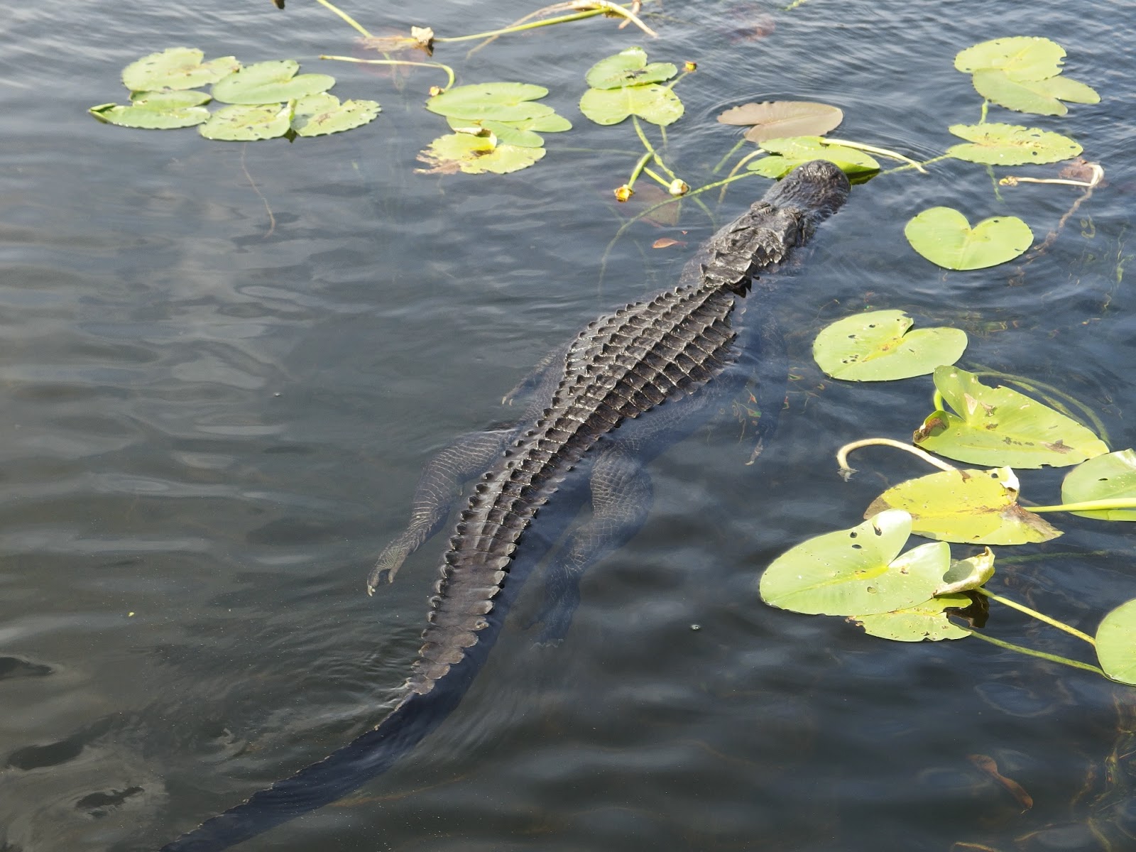 Inget nytt under solen: Alligatorer och Gamar