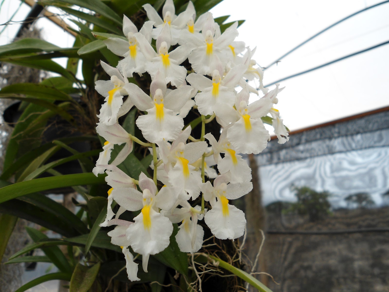 Orquidário Belas Flores: Orquídeas Raras e Exóticas