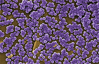 Sfaturi Utile: Despre stafilococul auriu