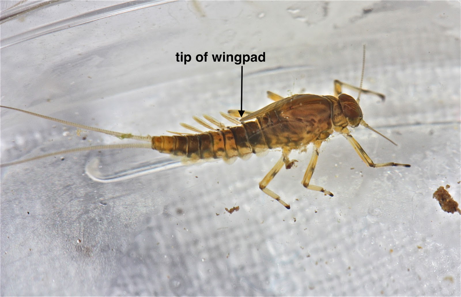 Aquatic Insects of Central Virginia: Mayflies: Pictures of How they ...