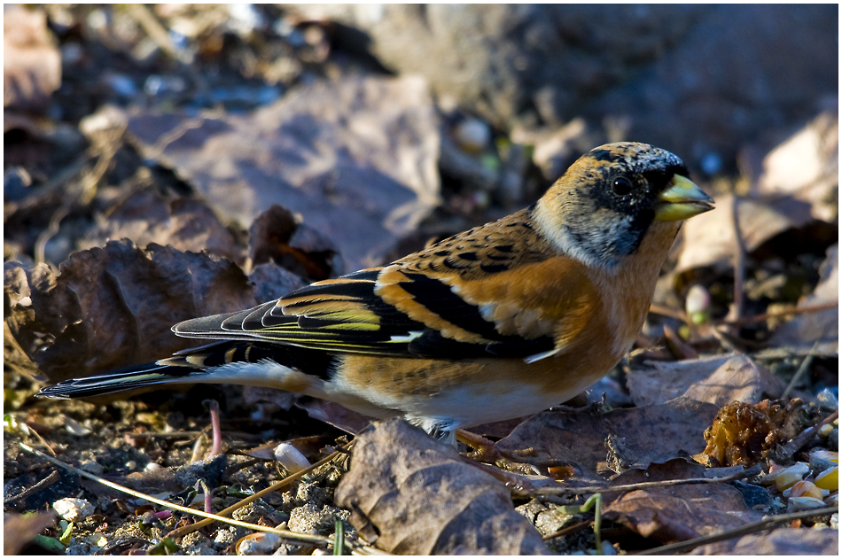 Naturaleza y Etnografía: Pizón real (Fringilla montifringilla)