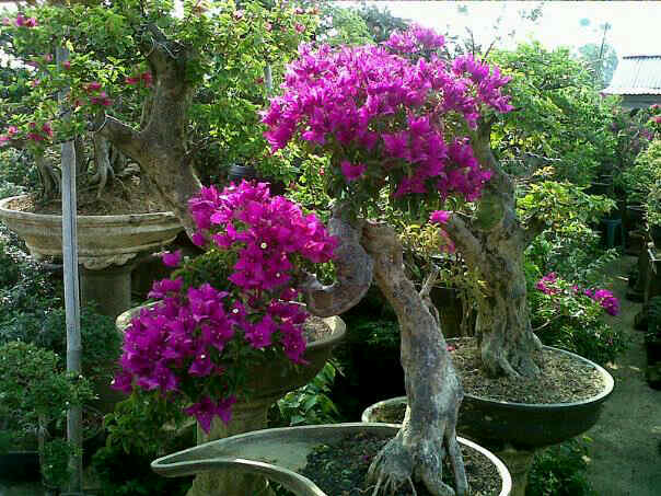 TANAMAN BONSAI BANJARMASIN: 2015