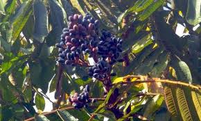 biojojo: Kenari/ Canarium commune L.