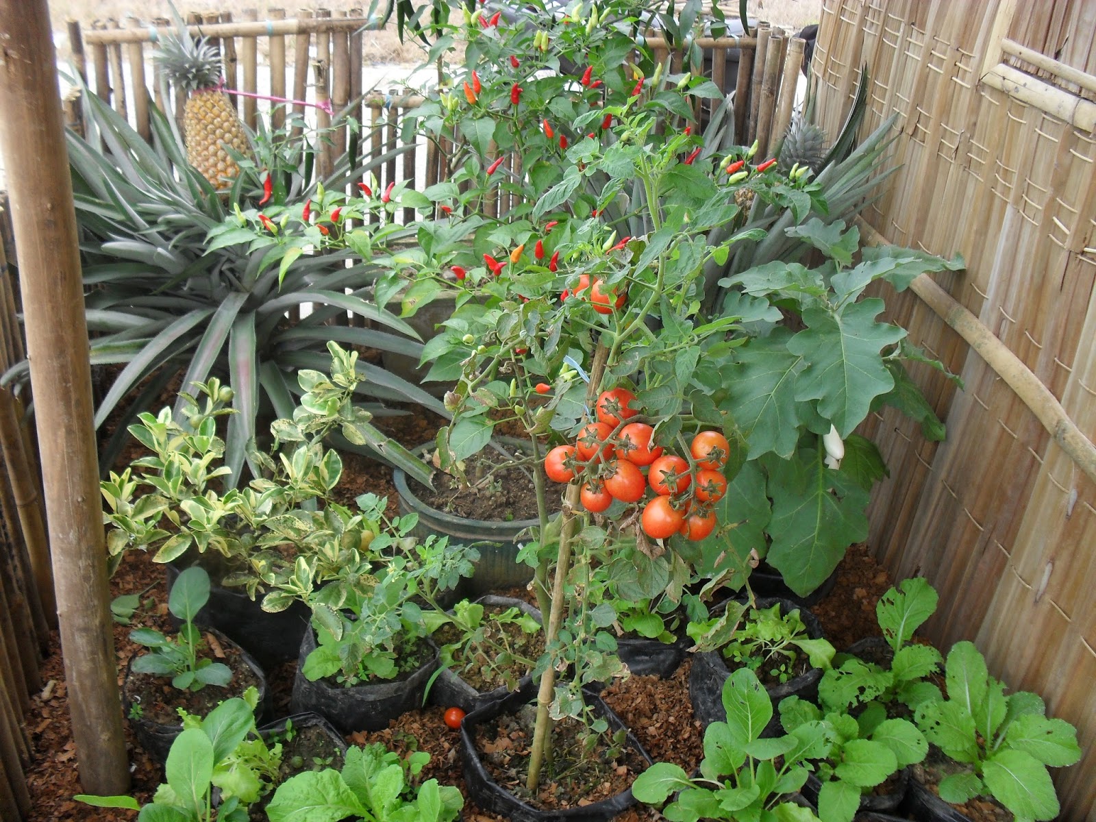 FK P4S SULUT: P4S SAHABAT TANI