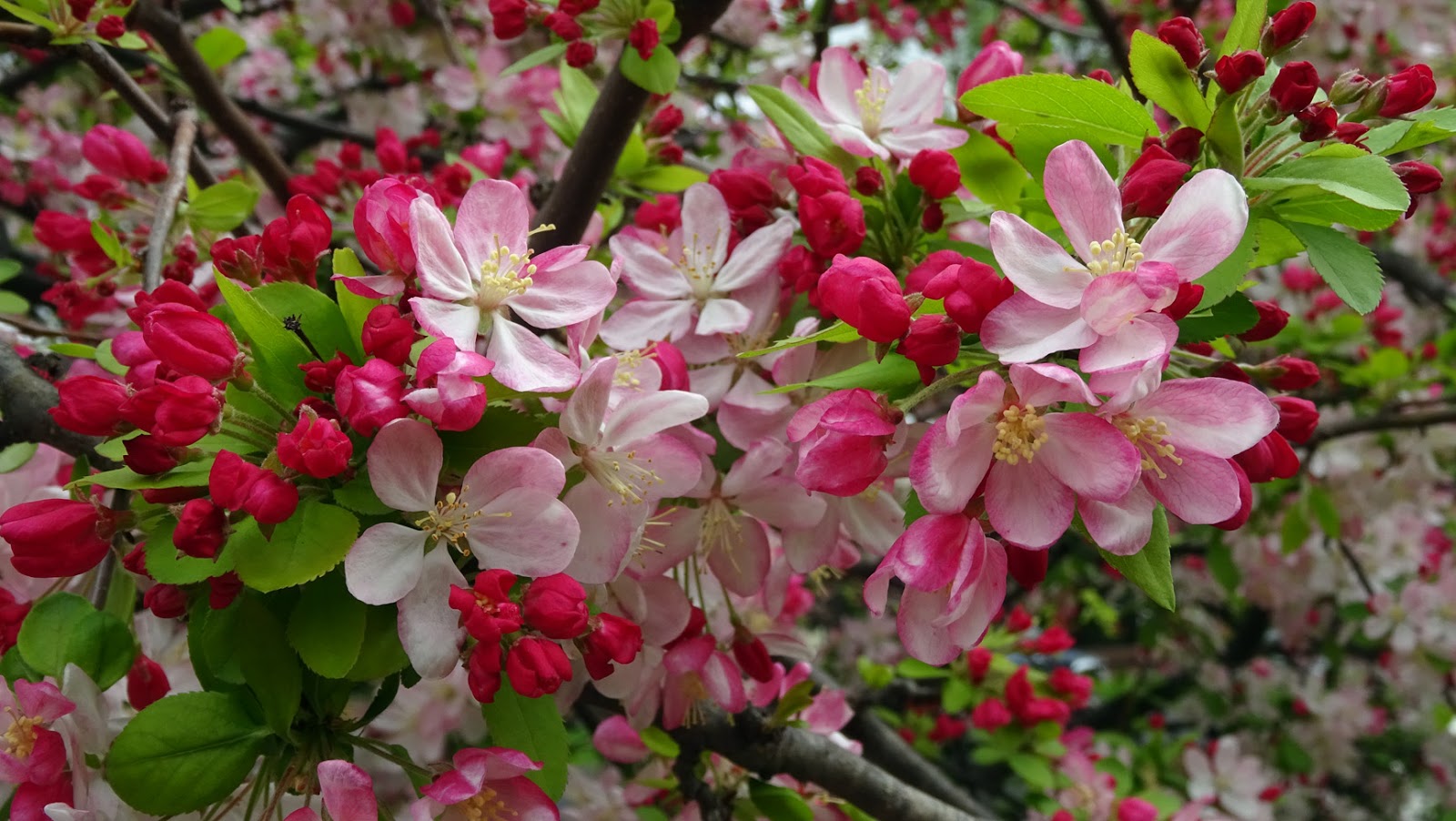 MAP: MELBOURNE STREET TREES 158 - CRABAPPLE