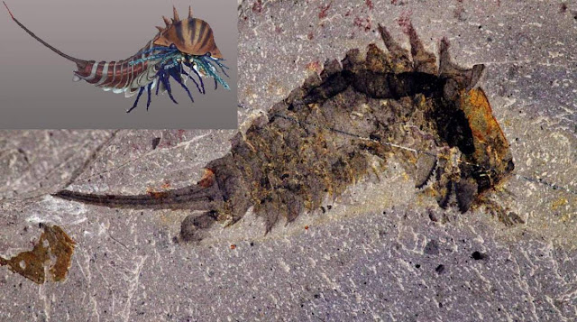 A 508-million-year-old Sea Predator With a 'Jackknife' Head - Geology In