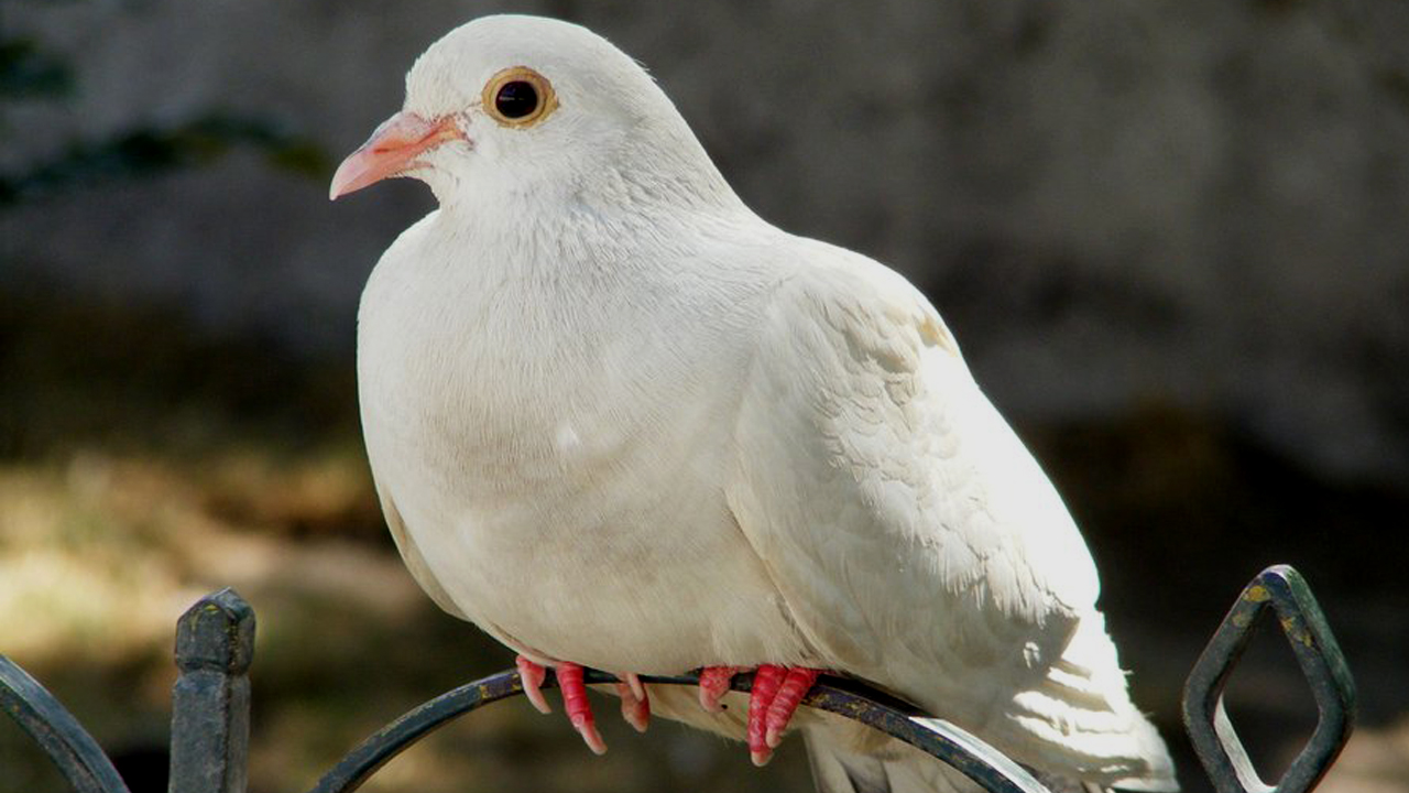 Tại sao chim bồ câu được coi là biểu tượng của hòa bình?