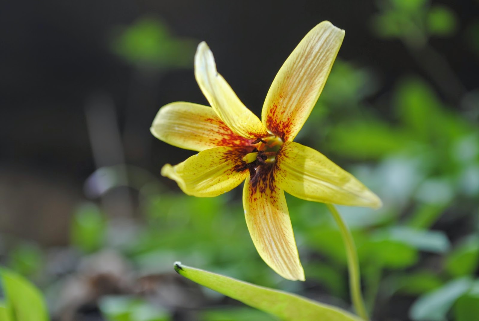 West Virginia Native Wildflowers-The Big Year, 2013: Wild, Wonderful ...
