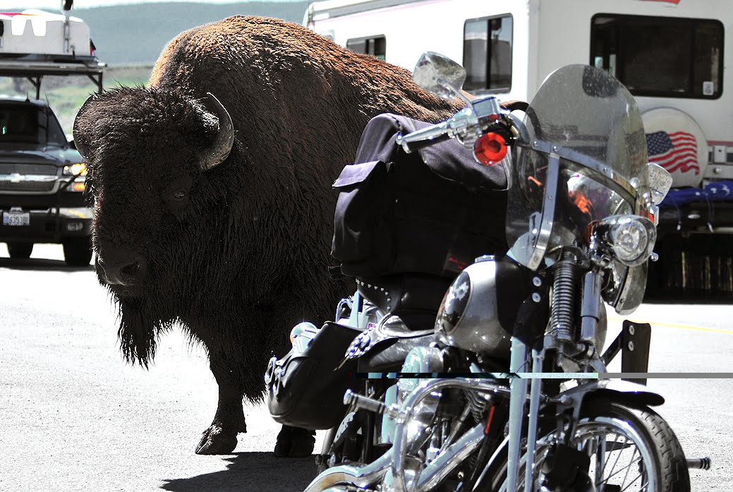 Wyoming Photos: Buffalo & bike