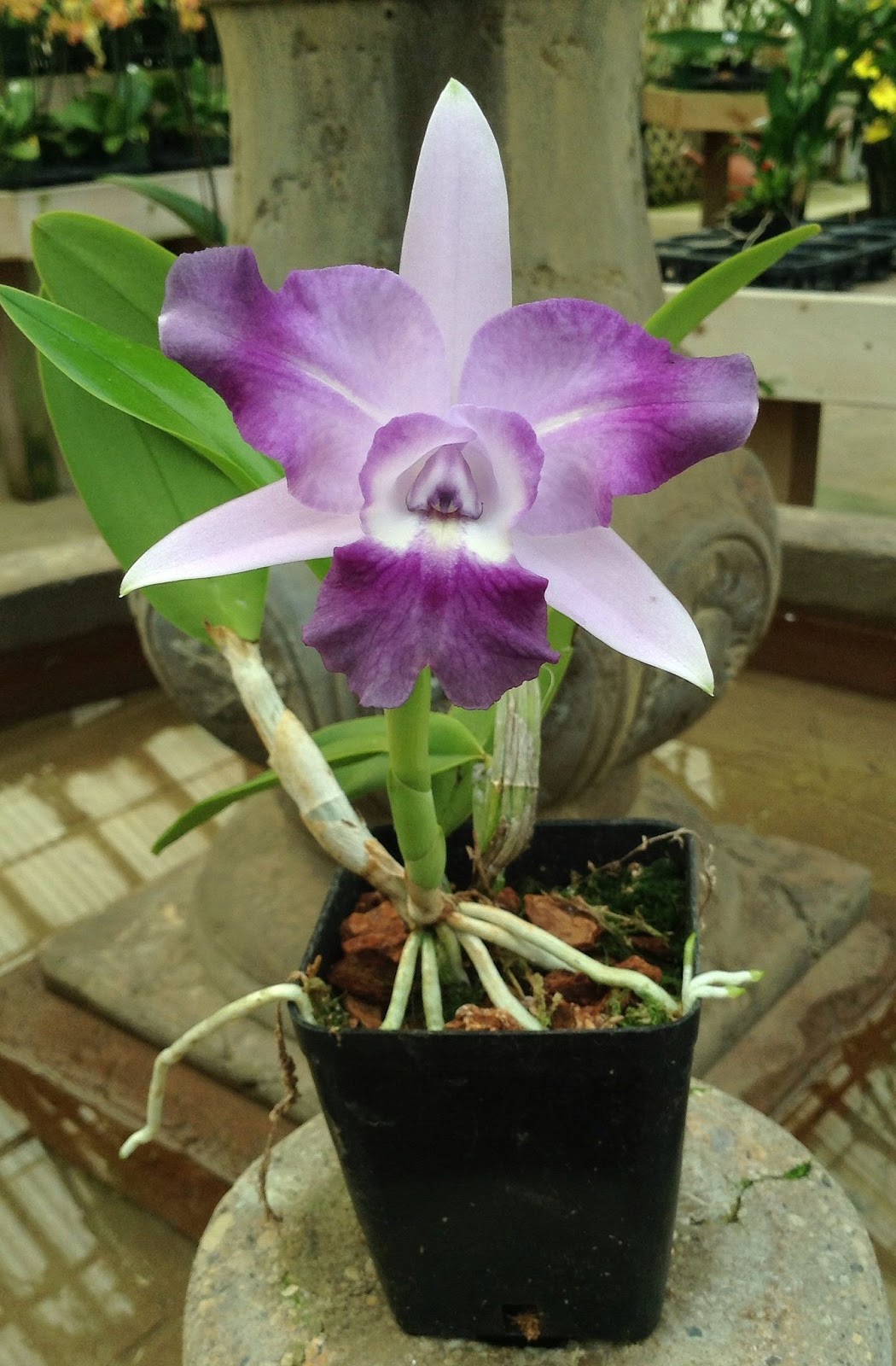 Cattleya Cariad's Mini-Quinee care and culture | Travaldo's blog