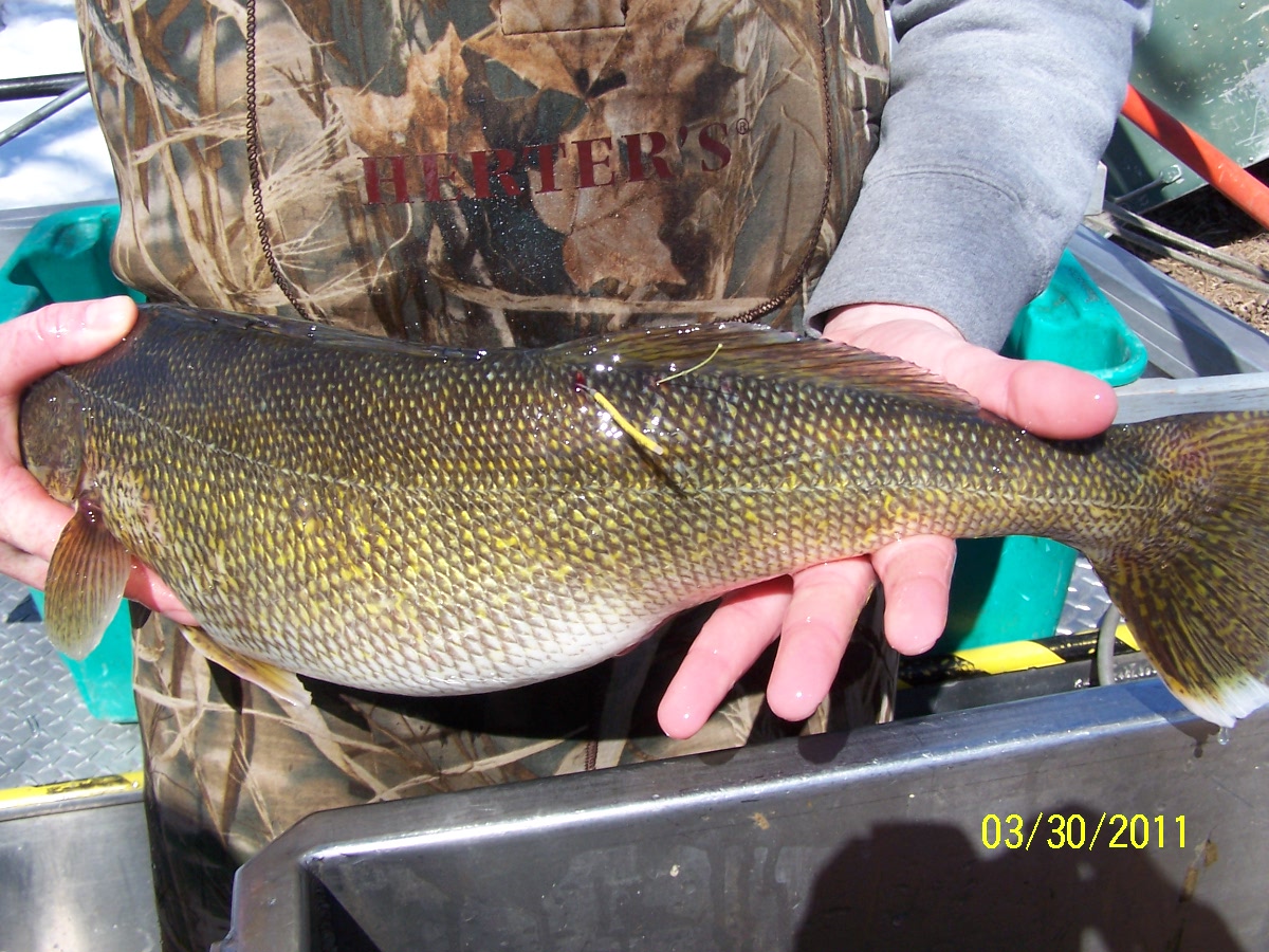 Walleyes For Tomorrow - DNR Tagging Project in Wisconsin ~ She's So Fly ...