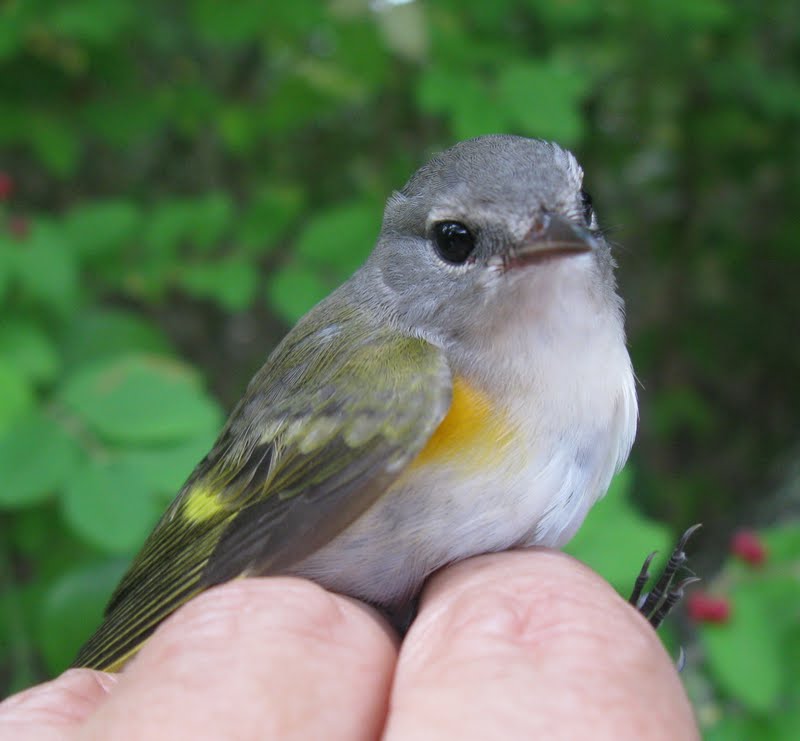 Cape Cod Bander: End of July and Fall migration