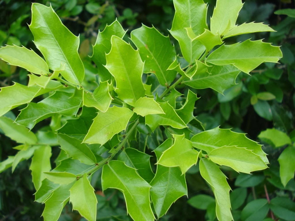 Alkimystika: Espinheira Santa (Maytenus ilicifolia (Schrad.) Planch.)