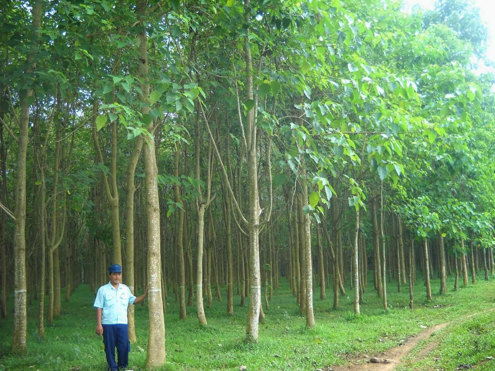 15+ Gambar Pohon Jati Besar