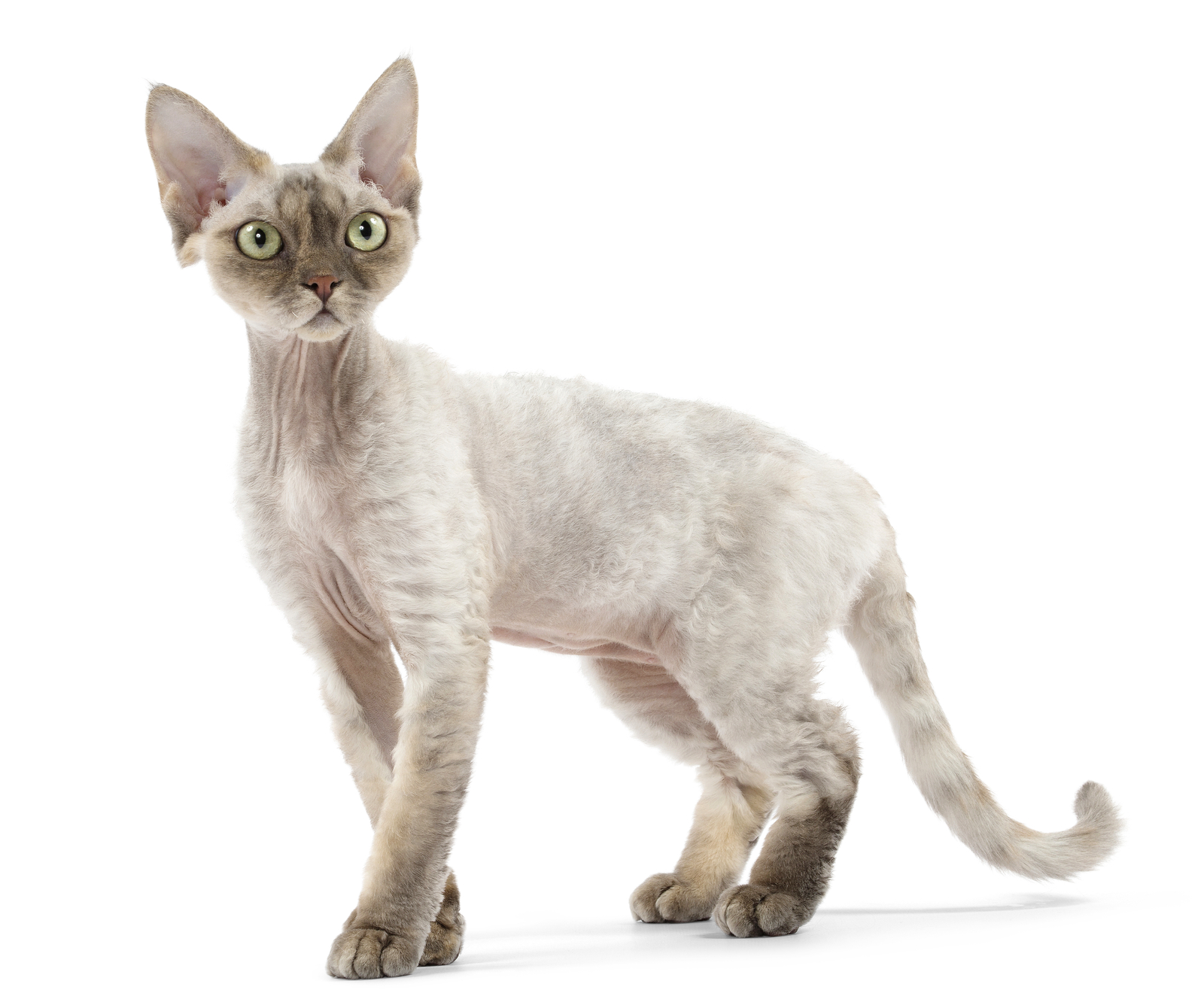 Nós, os Cachorros - No Japão: Raças de Gato: Devon Rex