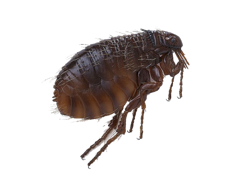 COSAS PARA PhotoScape: IMÁGENES PARA PHOTOSCAPE, PHOTOSHOP Y GIMP DE ...