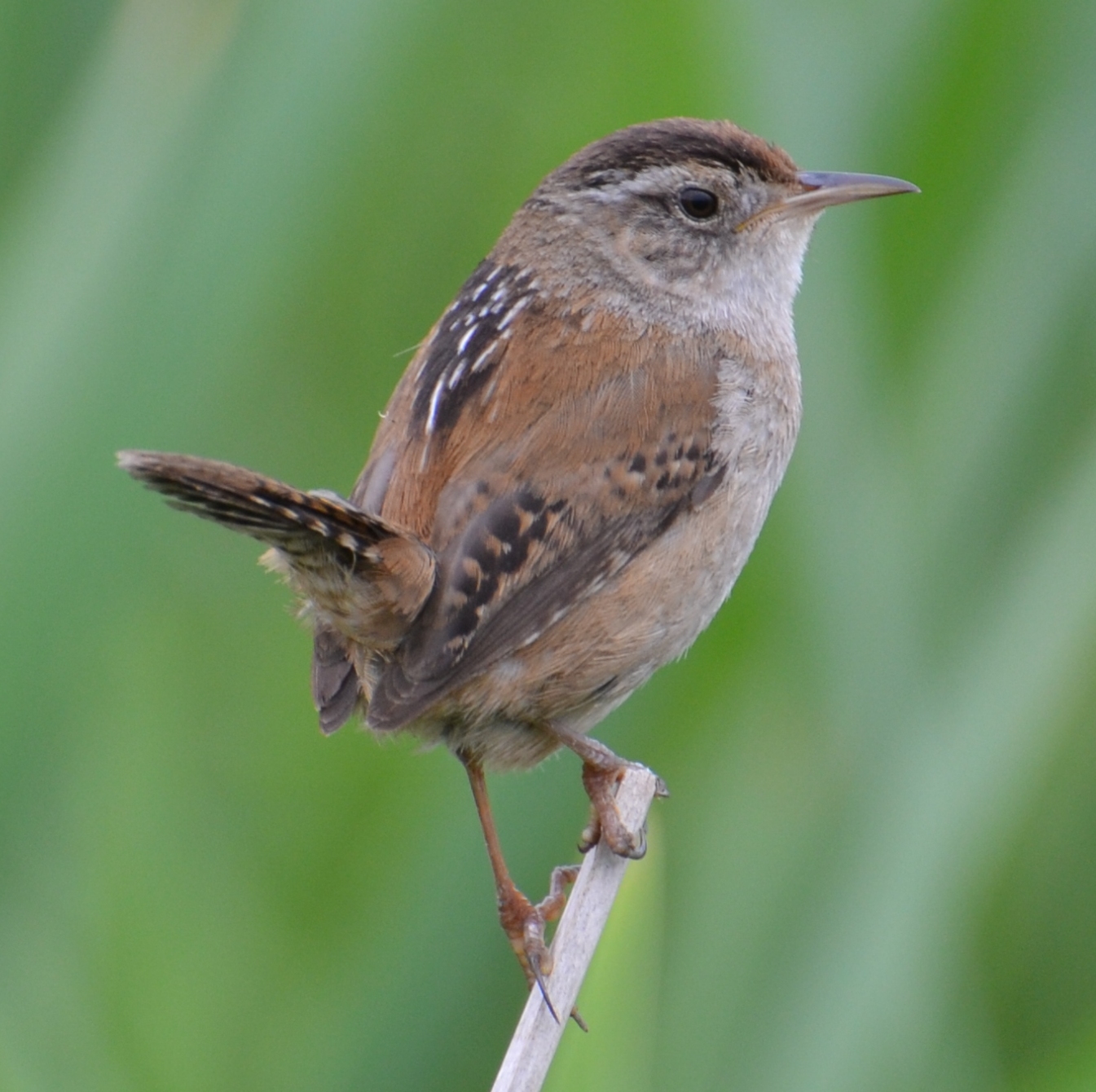Bird of the Day: Marsh Wren