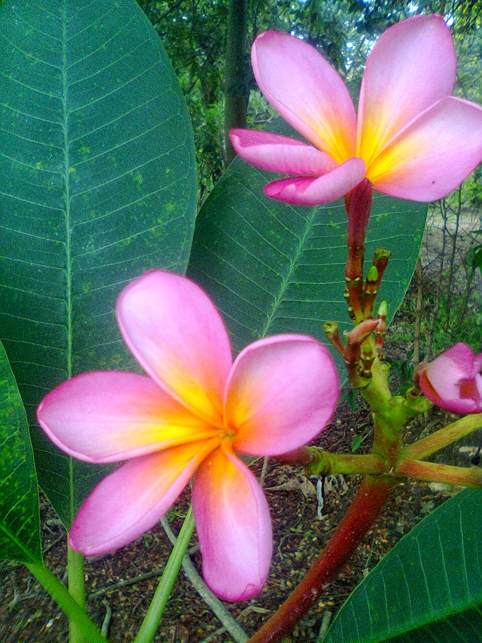 Literary Magazine: Manfaat Pohon Dan Bunga Kamboja