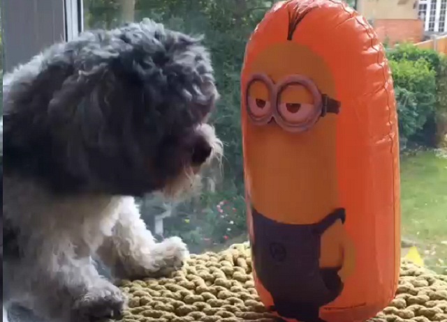 HILARANTE: Perrito vs. Minion ¿quien crees que ganará? - Seamos Mas ...