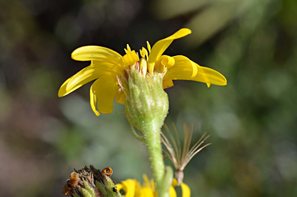 Space Coast Wildflowers: January 2013